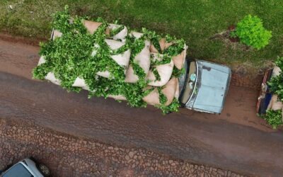 Propiedades de la Yerba Mate - Yerba Mate - As de Bastos